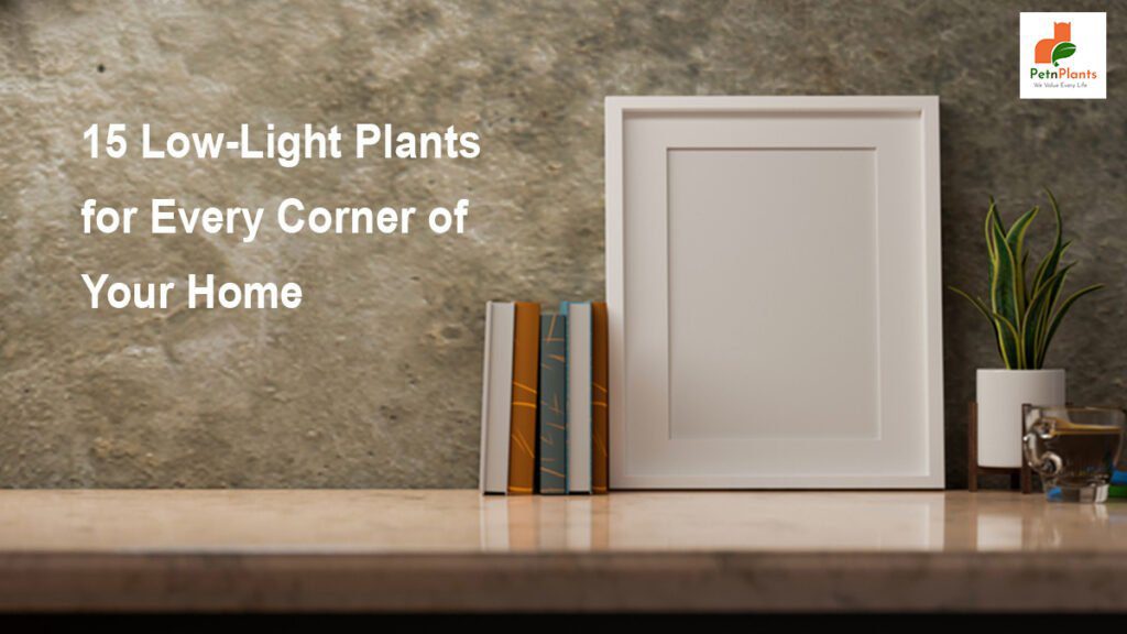15 Low-Light Plants for Every Corner of Your Home - Pet N Plants