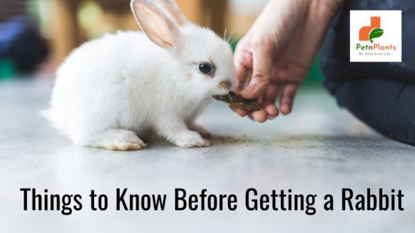 Things to Know Before Getting a Rabbit - Pet N Plants