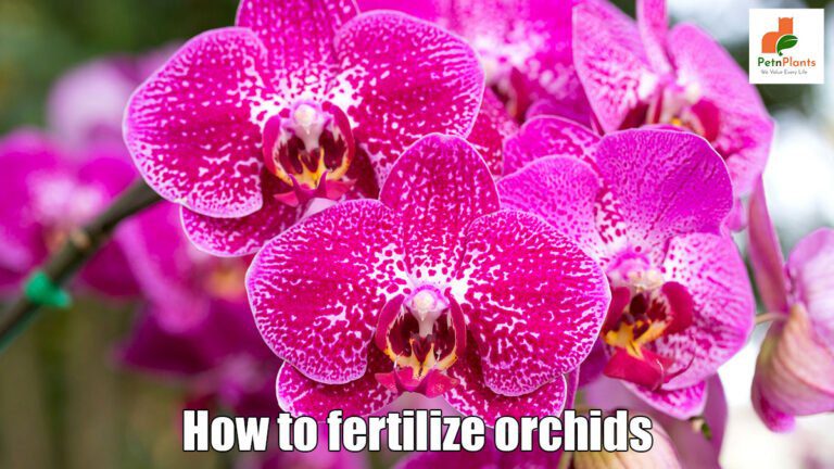 How to fertilize orchids - Pet N Plants