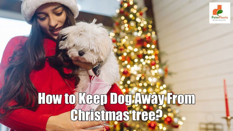 How to Keep Dog Away From Christmas tree? - Pet N Plants