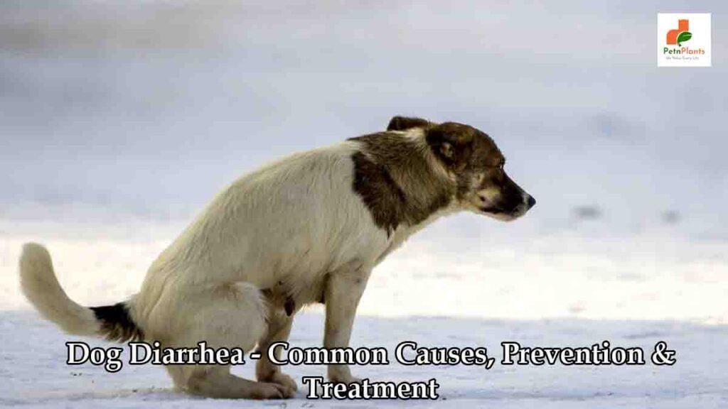 Dog Diarrhea - Common Causes, Prevention & Treatment - Pet N Plants