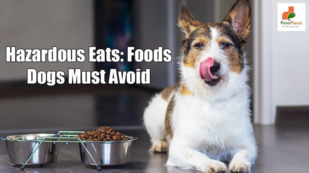 Hazardous Eats: Foods Dogs Must Avoid - Pet N Plants