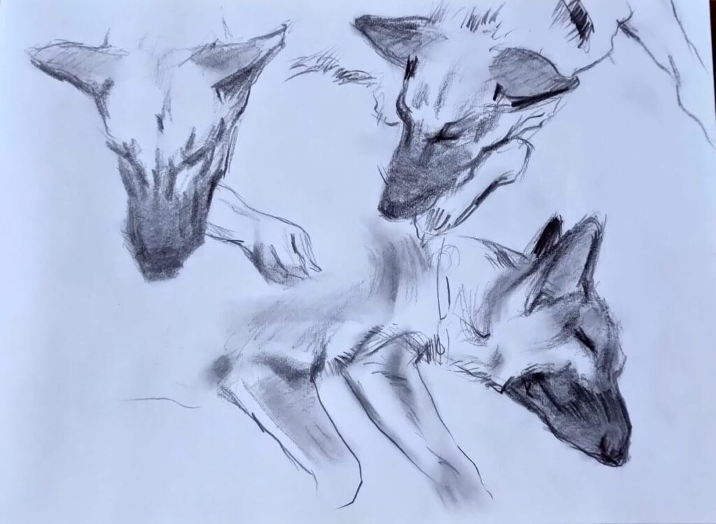 Unleashing Creativity: A Guide to Dog Drawing - Pet N Plants